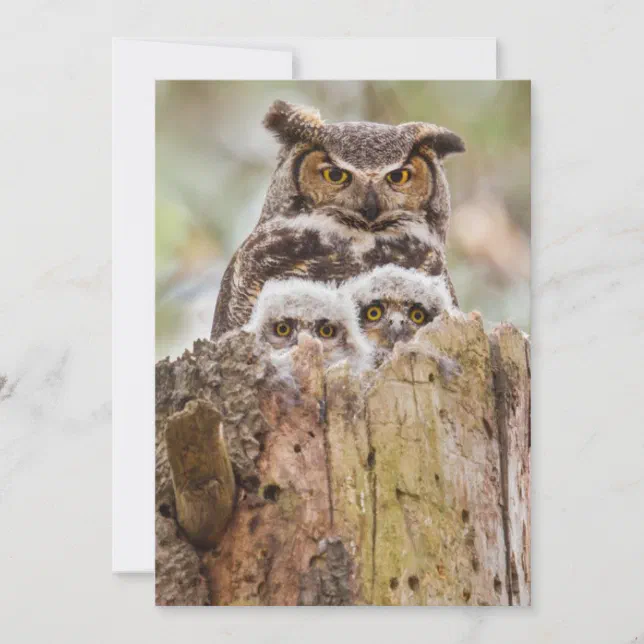 Owls on a Thank You Card | Zazzle