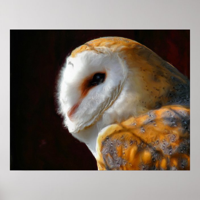 OWLS POSTER | Zazzle.com