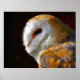 OWLS POSTER | Zazzle
