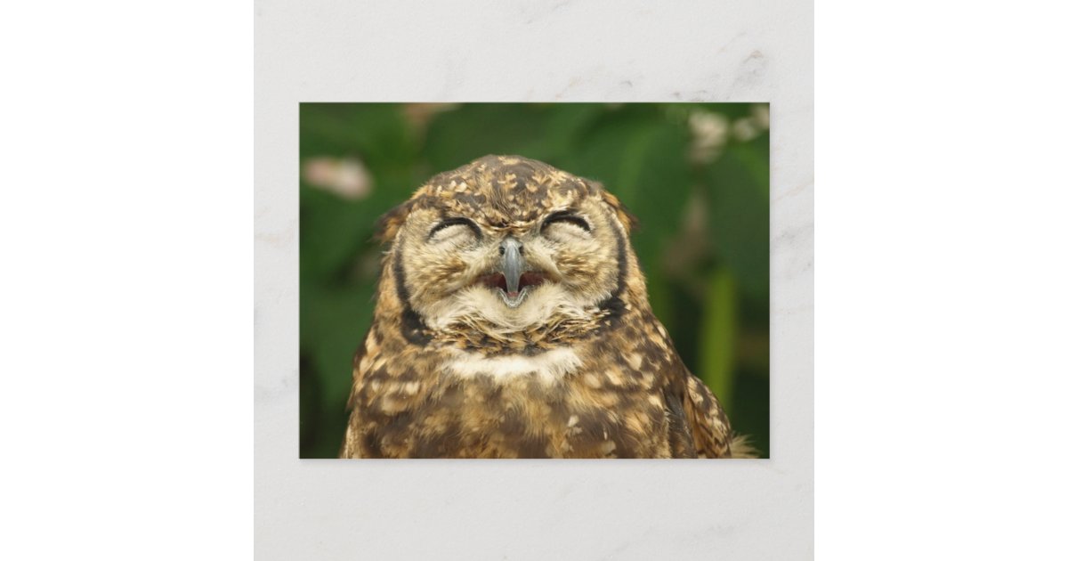 owl's smile!! :) postcard | Zazzle