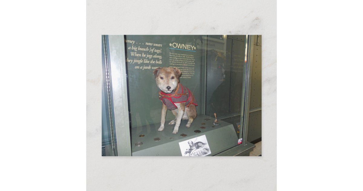 Owney National Post Office Museum Mascot Postcard | Zazzle