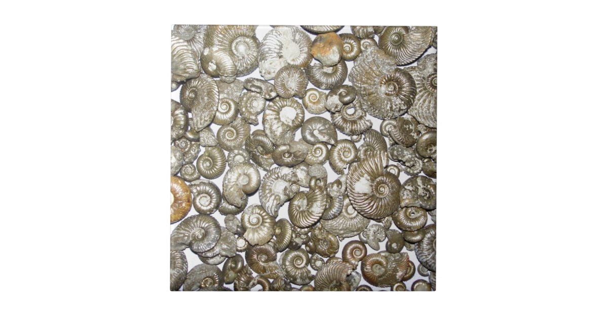 Oxford clay ammonites Photograph Ceramic Tile | Zazzle