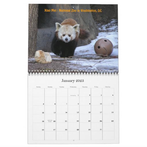 P8310607, Love those Red Pandas!, ... - Customized Calendar | Zazzle