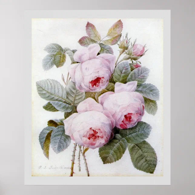 P.J. Redoute Bourbon Rose Poster | Zazzle
