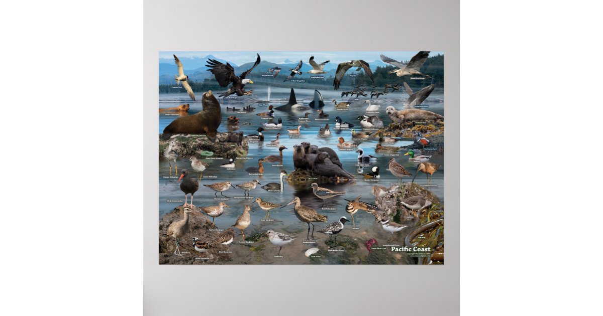 Pacific Coast Poster | Zazzle