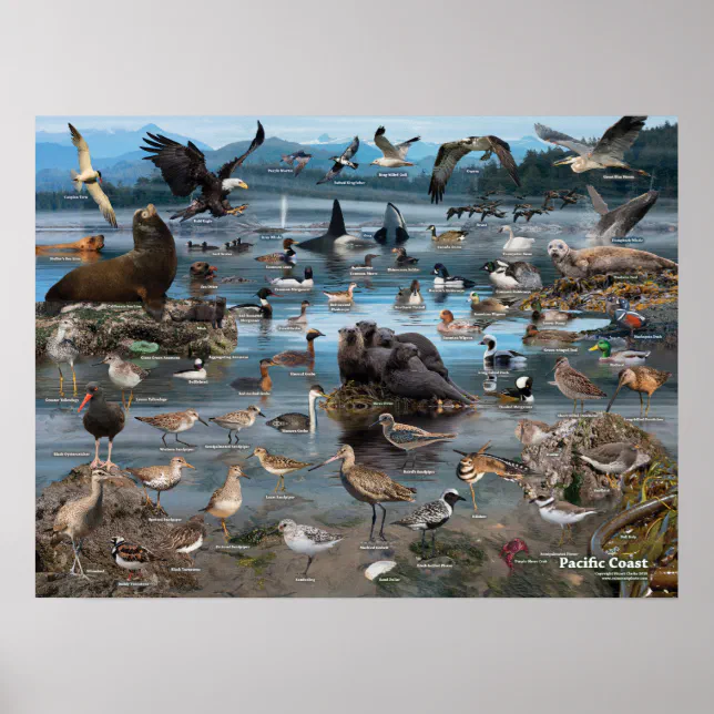 Pacific Coast Poster | Zazzle