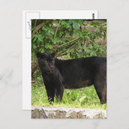 Pacing Panther Postcard | Zazzle