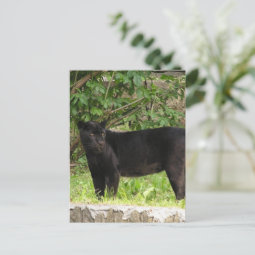 Pacing Panther Postcard | Zazzle