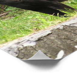 Pacing Panther Poster | Zazzle