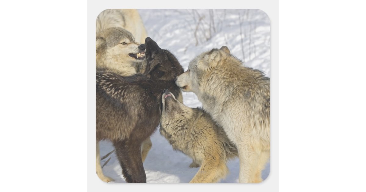 Pack of wolves interacting square sticker | Zazzle