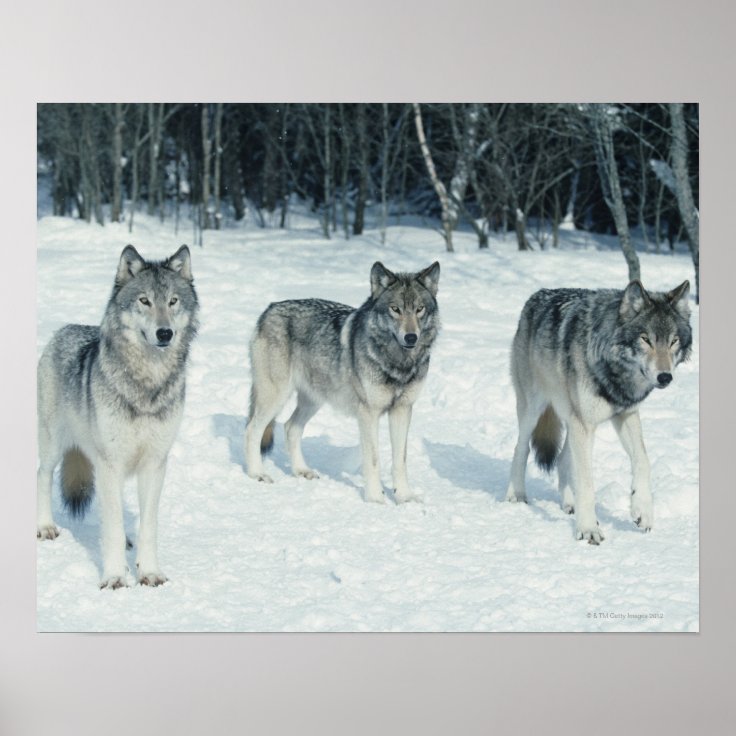 Pack of Wolves Poster | Zazzle