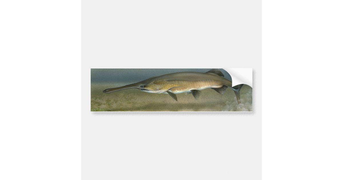 Paddlefish Bumper Sticker | Zazzle