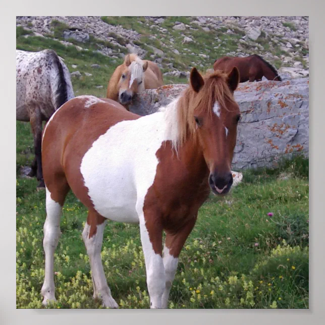Paint Pony Poster Print | Zazzle
