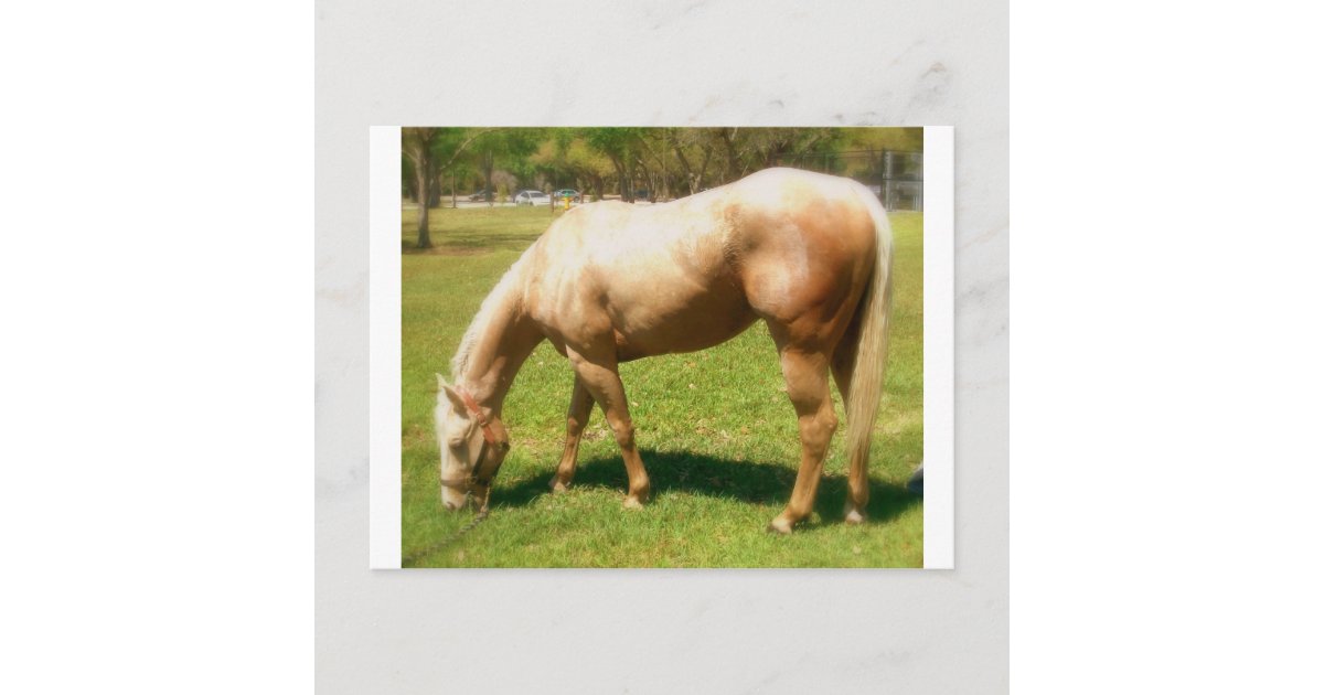 Paint Postcard | Zazzle
