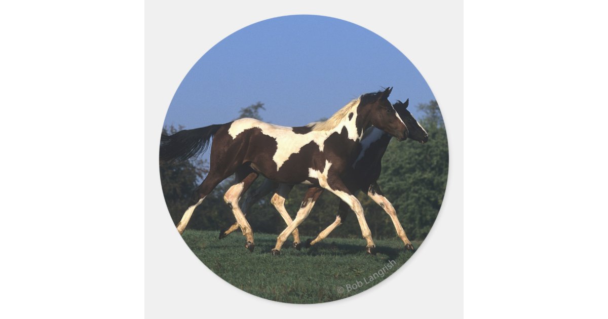 Paint Yearlings Running Classic Round Sticker | Zazzle