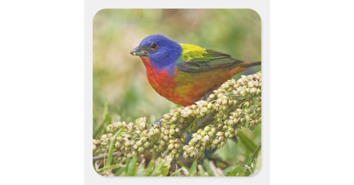 Painted Bunting Square Sticker | Zazzle