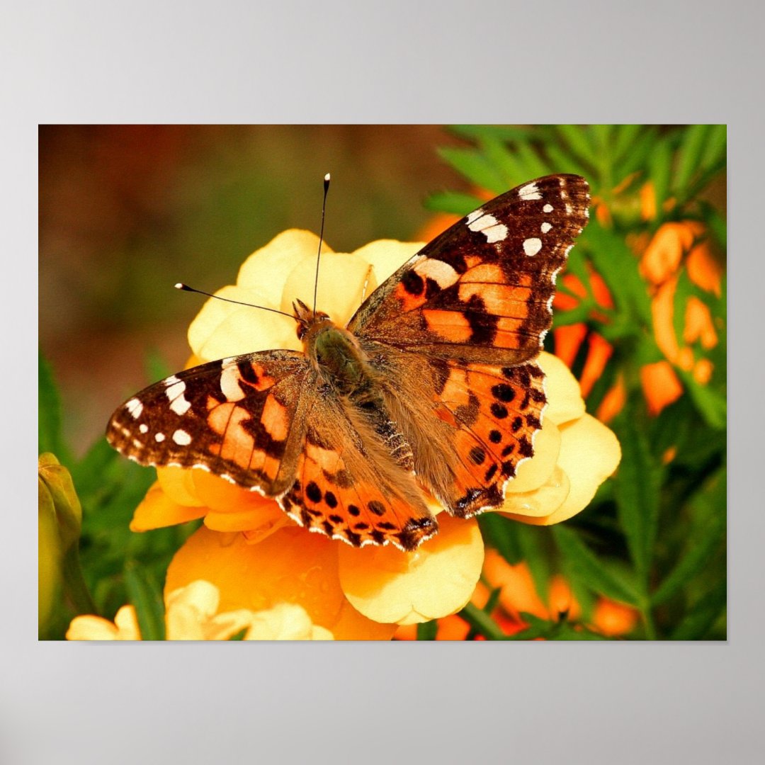 Painted Lady Butterfly Photo Poster | Zazzle