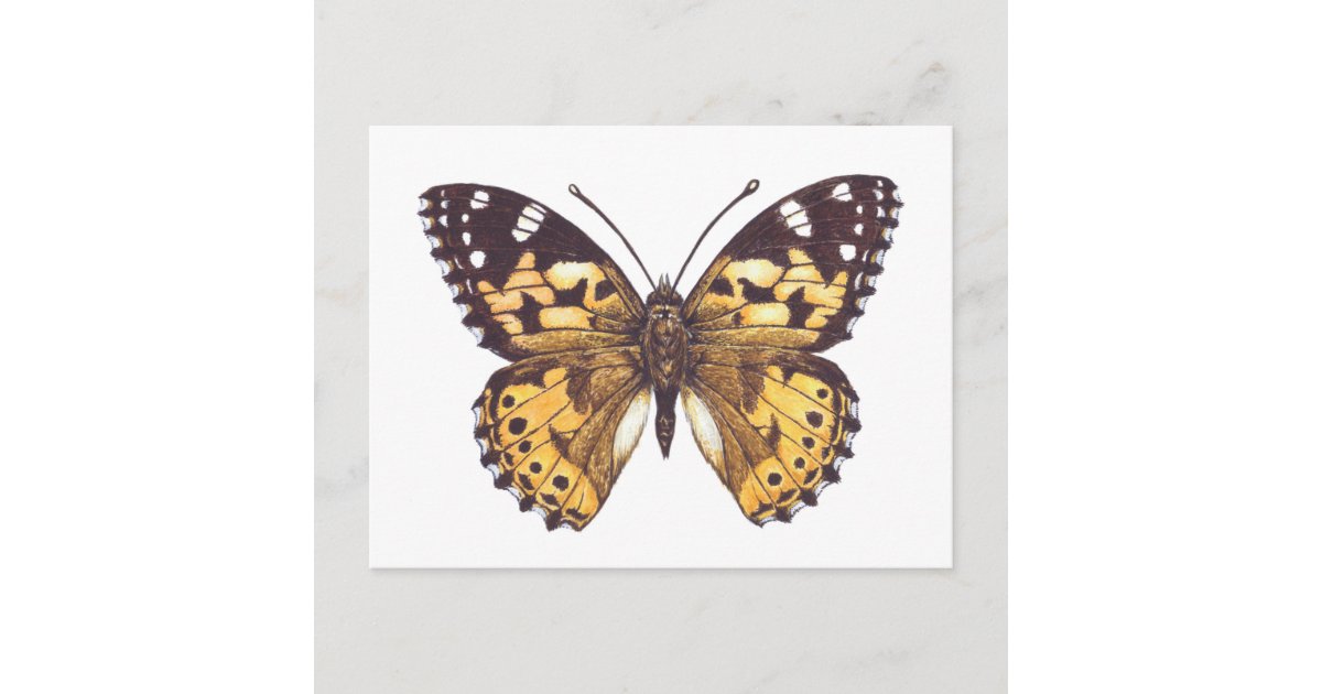 Painted lady butterfly postcard | Zazzle