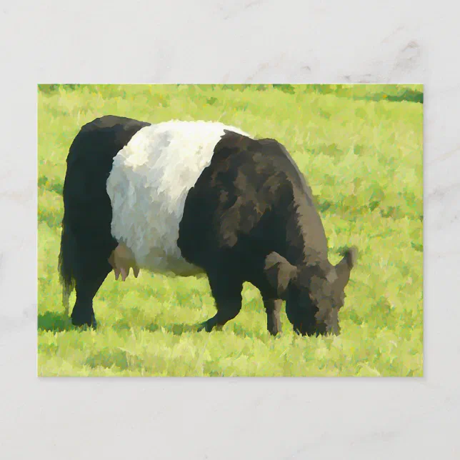 Painted Look Belted Galloway Cow in Field Postcard | Zazzle
