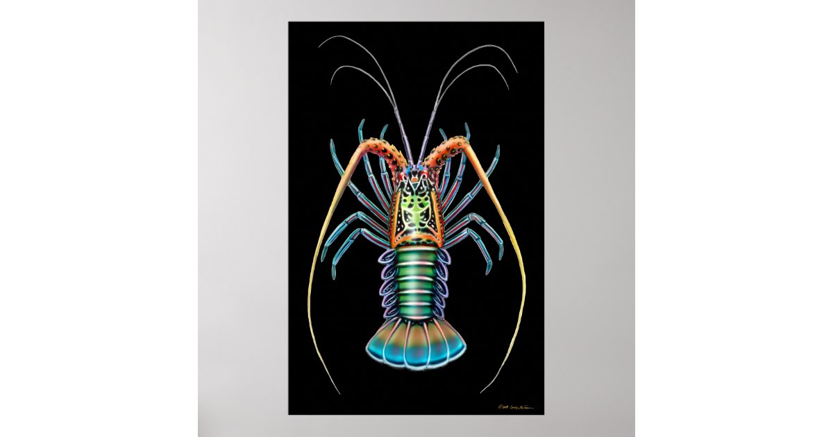 Painted Spiny Lobster Poster | Zazzle