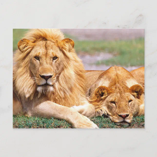 Pair of African Lions, Panthera leo, Tanzania Postcard | Zazzle