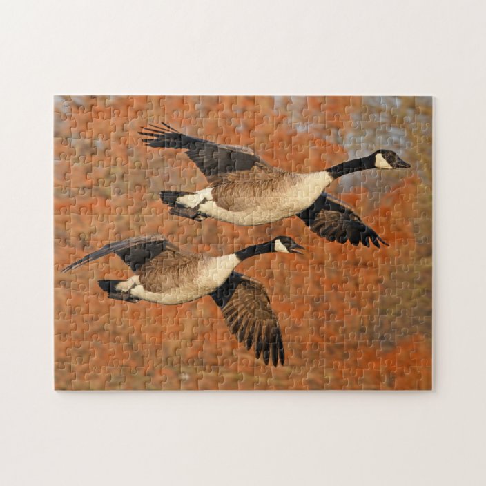 Pair of Canada Geese In Flight Jigsaw Puzzle | Zazzle.com