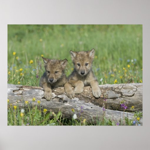 Pair of Cute Wolf Cubs Poster | Zazzle