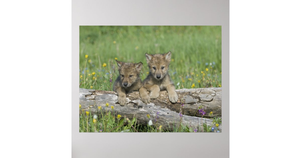Pair of Cute Wolf Cubs Poster | Zazzle