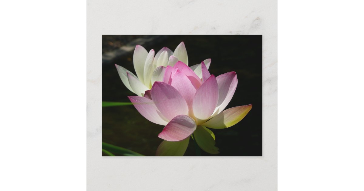 Pair of Lotus Flowers II Postcard | Zazzle