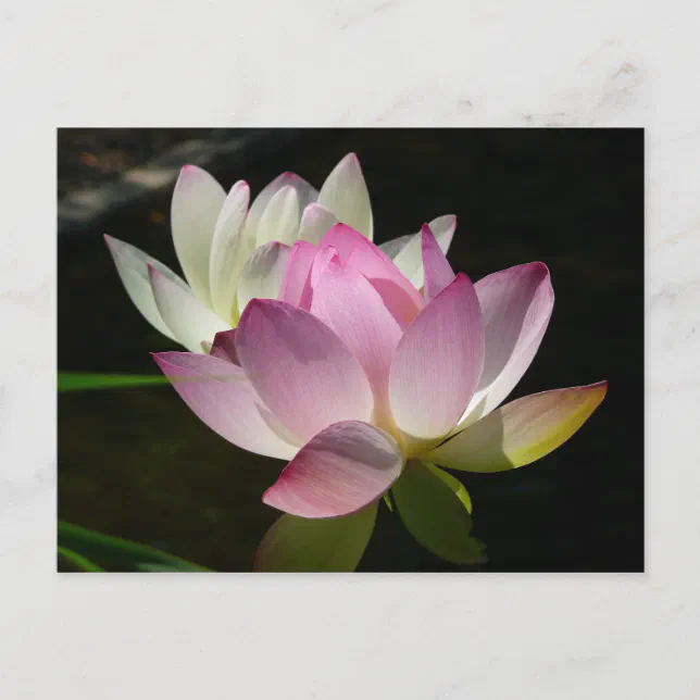 Pair of Lotus Flowers II Postcard | Zazzle