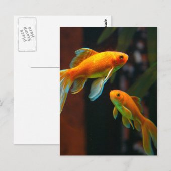 Pair of Lucky Goldfish Postcard | Zazzle