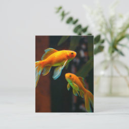 Pair of Lucky Goldfish Postcard | Zazzle