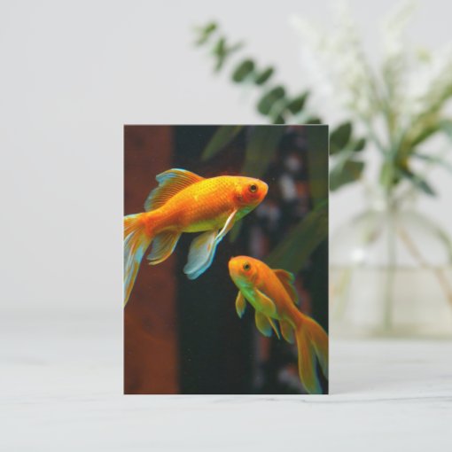Pair of Lucky Goldfish Postcard | Zazzle