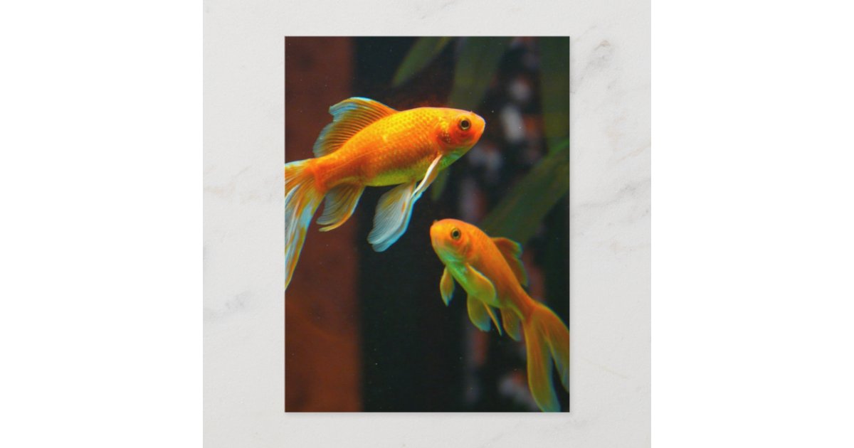Pair of Lucky Goldfish Postcard | Zazzle