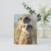 Pair of Meerkats Postcard | Zazzle