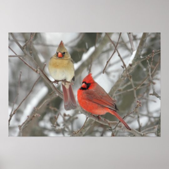 Pair Of Northern Cardinals Poster | Zazzle.com