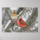 Pair Of Northern Cardinals Poster | Zazzle