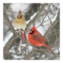 Pair Of Northern Cardinals Poster | Zazzle