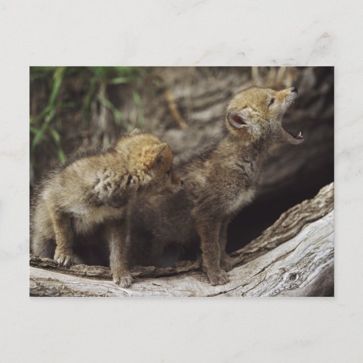 Pair Of Young Coyote Pups Howling Postcard | Zazzle