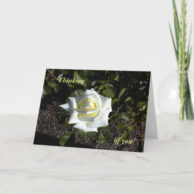 Pale Yellow Rose: Thinking, of you Card | Zazzle