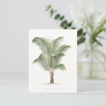 Palm illustration Collection I Postcard | Zazzle