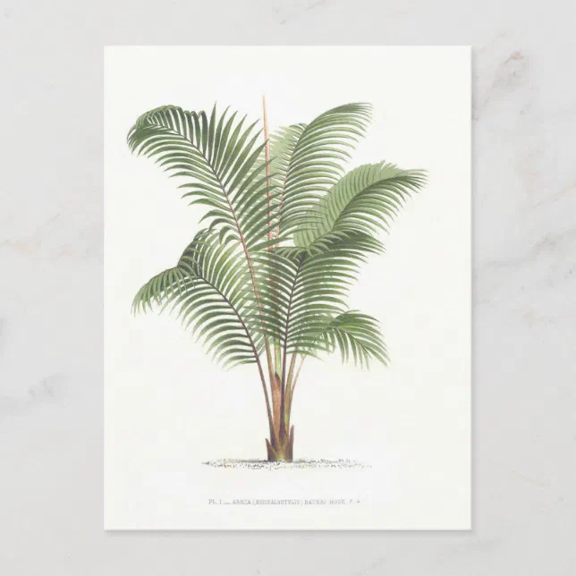 Palm illustration Collection I Postcard | Zazzle