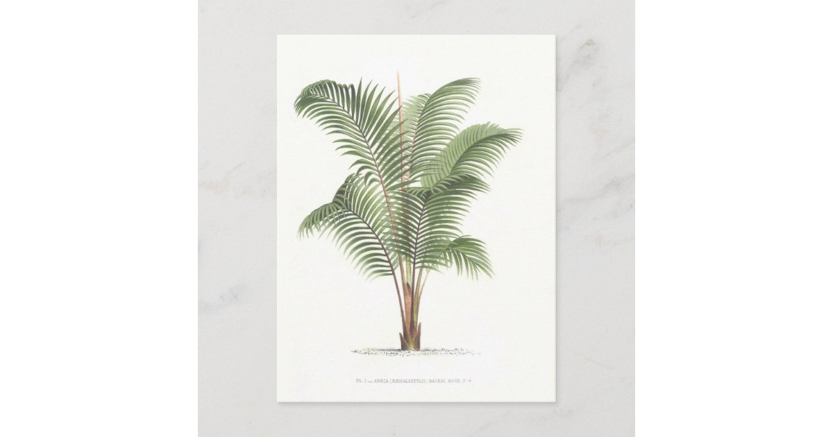 Palm illustration Collection I Postcard | Zazzle