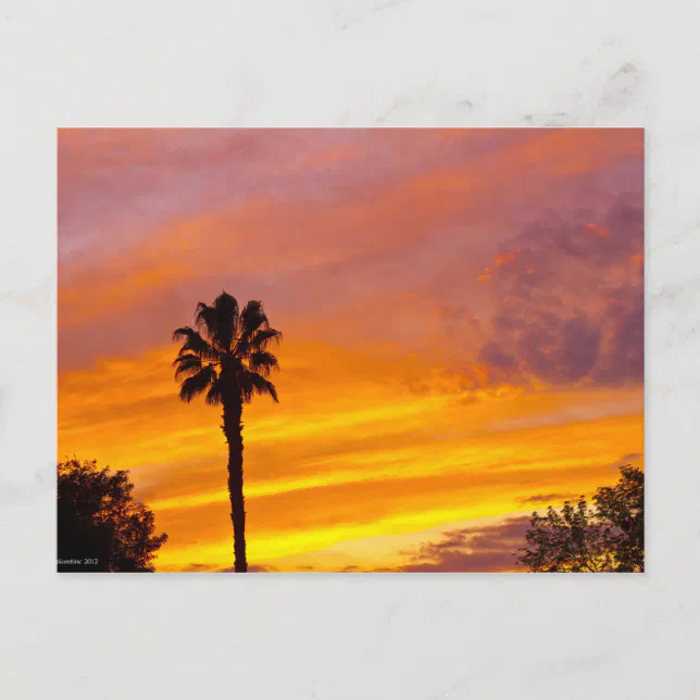 Palm Springs Sunset Postcard | Zazzle
