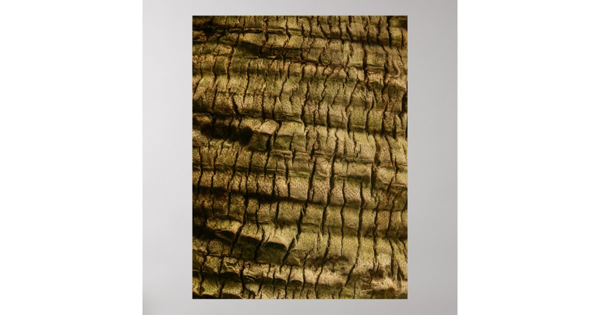 Palm Tree Bark Poster | Zazzle
