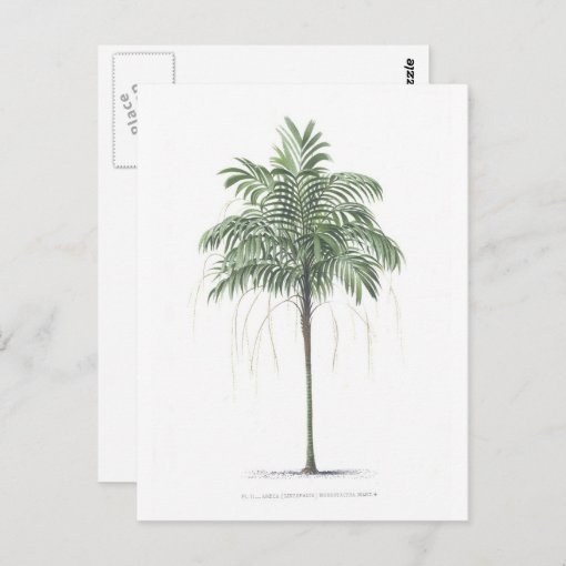 Palm tree illustration Collection Postcard | Zazzle
