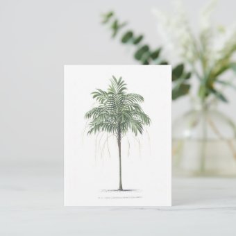 Palm tree illustration Collection Postcard | Zazzle