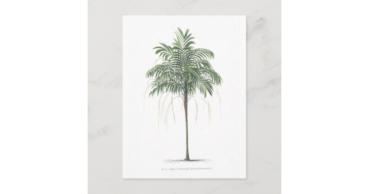 Palm tree illustration Collection Postcard | Zazzle