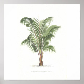 Palm Trees Posters | Zazzle