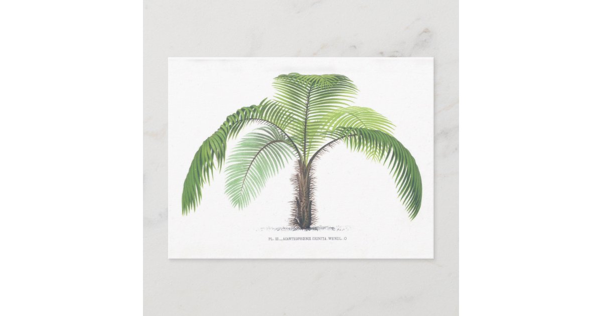 Palm tree illustration III Collection Postcard | Zazzle